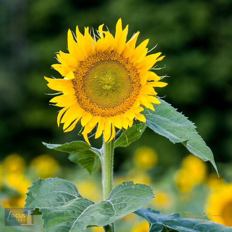 Images for Review - Feurt | Focus Gallery - Frankfort, Michigan